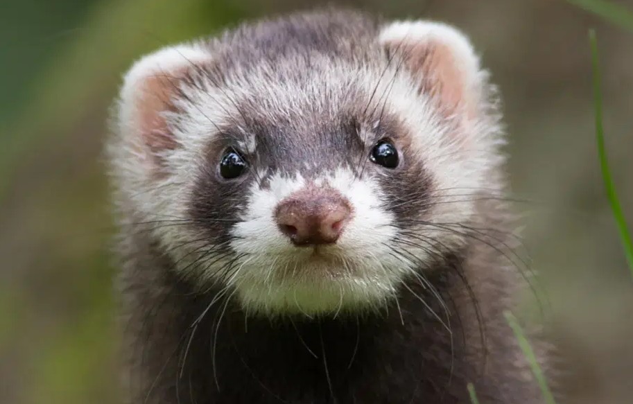 Alimentation du furet - Le barf qui marche pour le furet