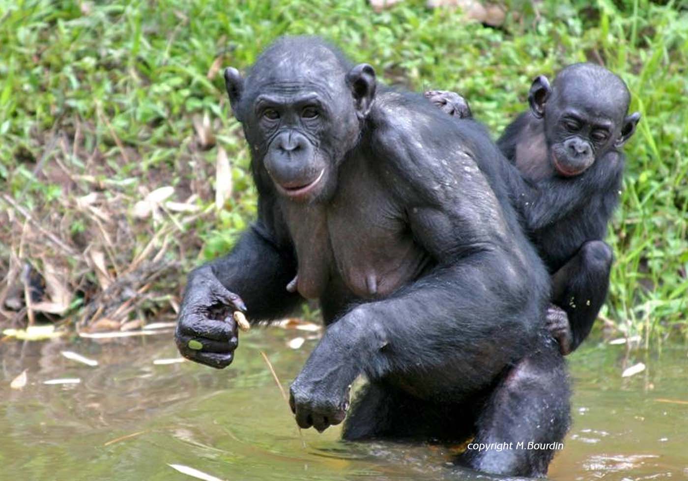 Bonobos dans leur environnement naturel