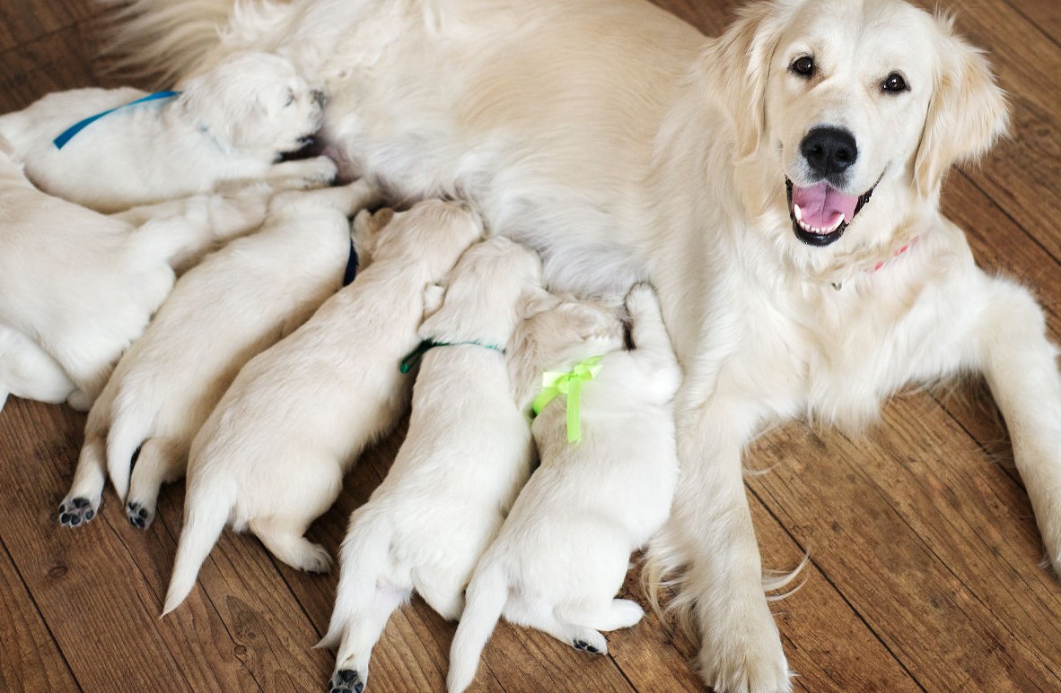 Alimentation de la chienne reproductrice: gestation, lactation