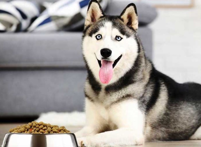 Le Siberian Husky a-t-il des besoins nutritionnels particuliers