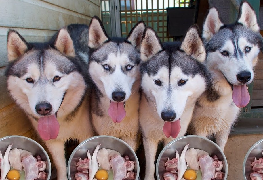 Le Siberian Husky a-t-il des besoins nutritionnels particuliers