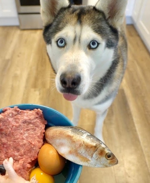 Le Siberian Husky a-t-il des besoins nutritionnels particuliers