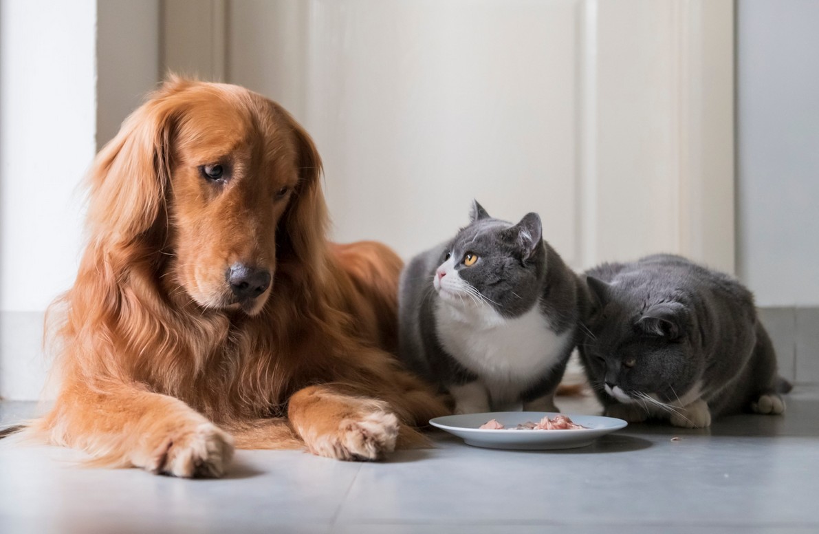 L'alimentation des chiens et des chats: informations et conseils