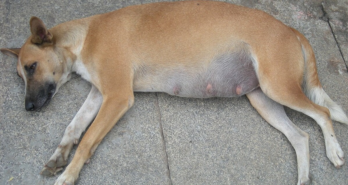 Faut Il Modifier Lalimentation Dune Chienne En Gestation Vidéo