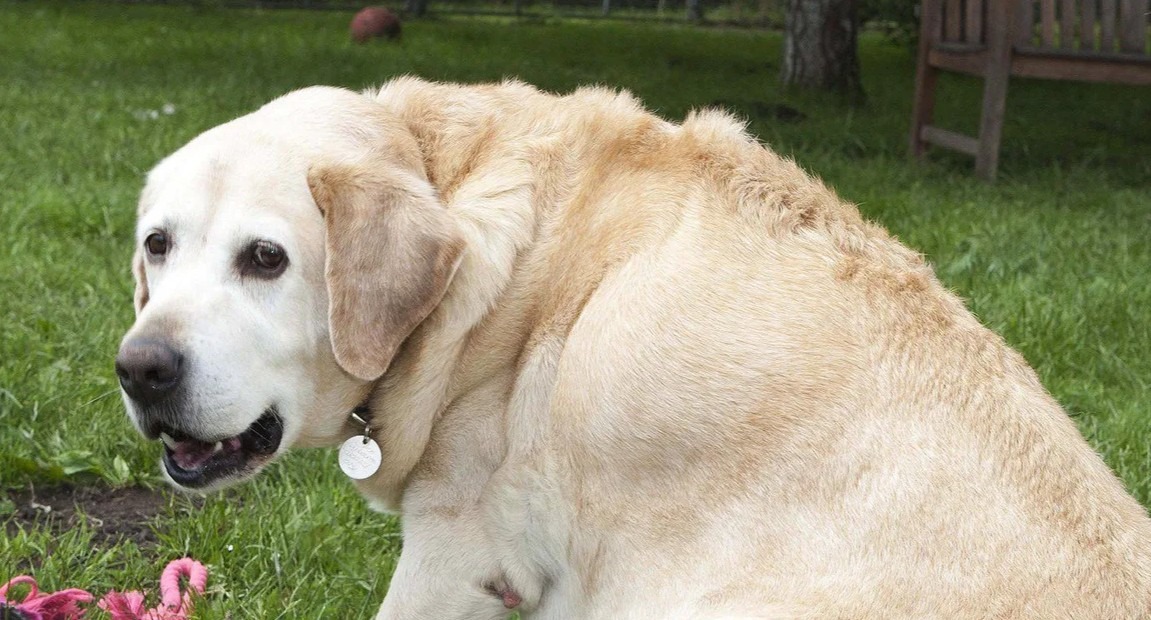 Comment éviter le surpoids chez le labrador ? - Vidéo