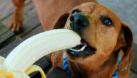Peut-on donner de la banane à un chien? Ou de la pomme