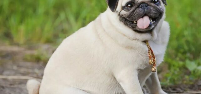 Les bénéfices du traitement de l'obésité chez le chien - Vidéo