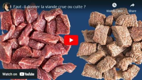 Quelle quantité de viande ou de poisson donner à mon chien
